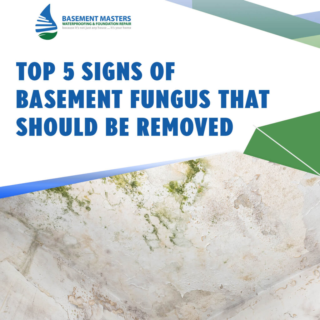Watch Out! Top 5 Signs Of Basement Fungus That Should Be Removed